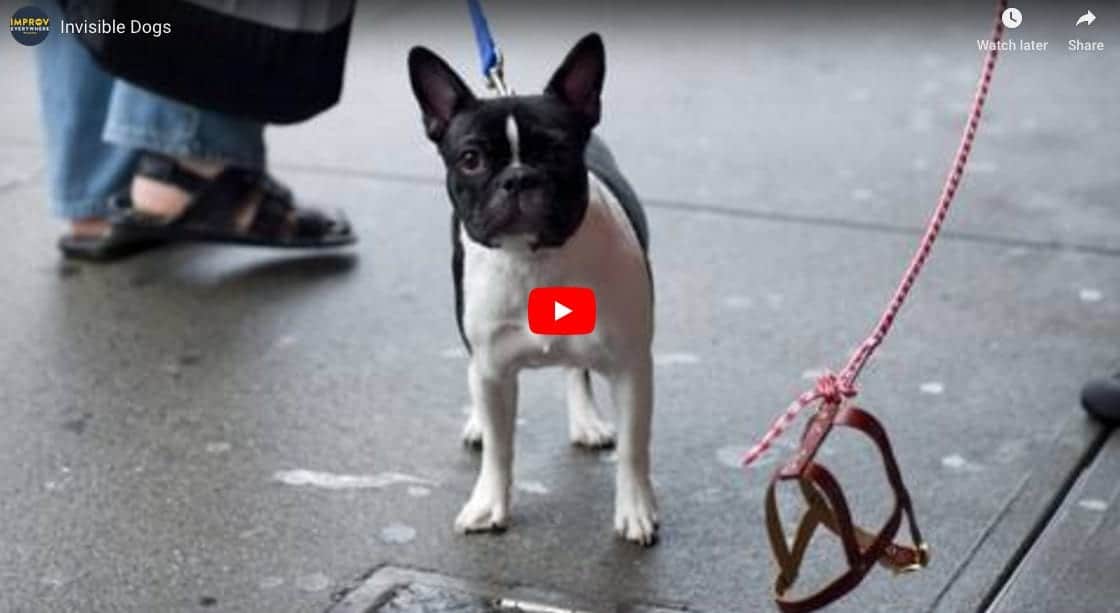 Improv Everywhere With Invisible Dogs • Enchanted Little World