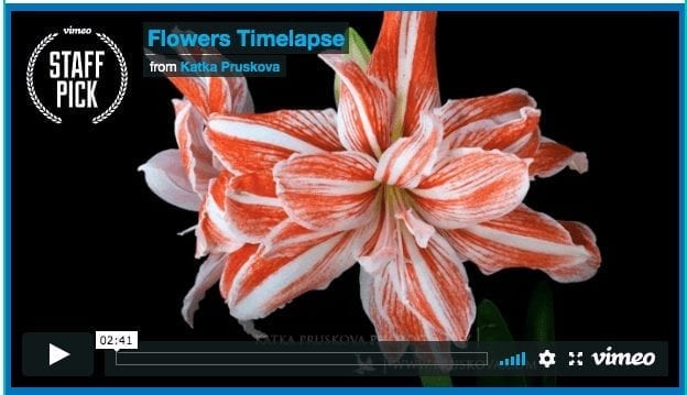 Flowers Blooming Time-Lapse Video • Enchanted Little World