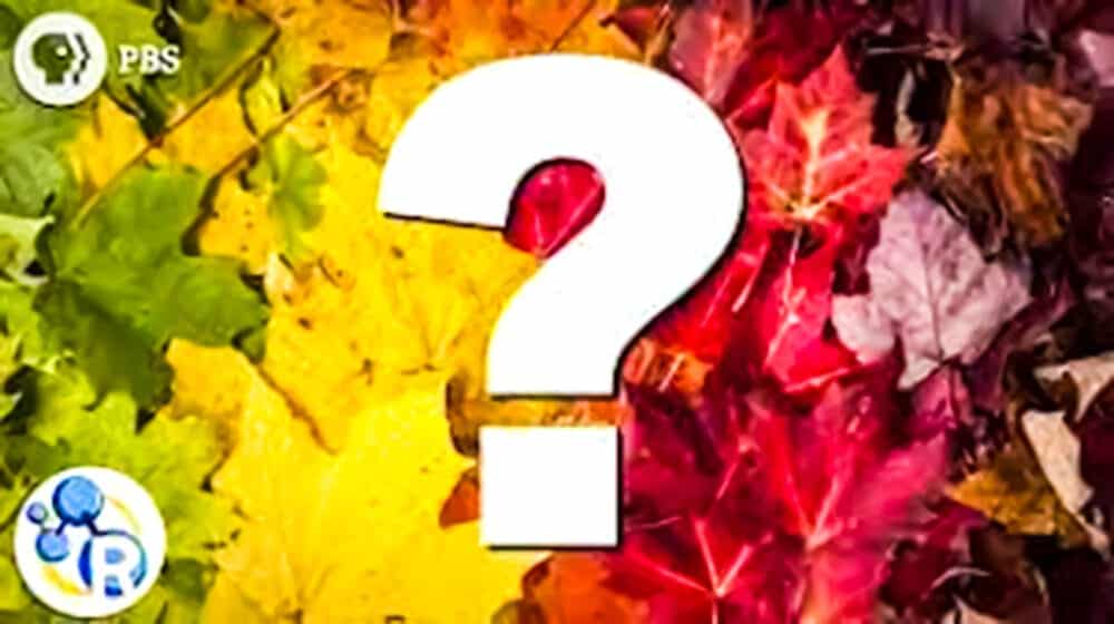 Learn Why Leaves Change Color In The Fall Enchanted Little World