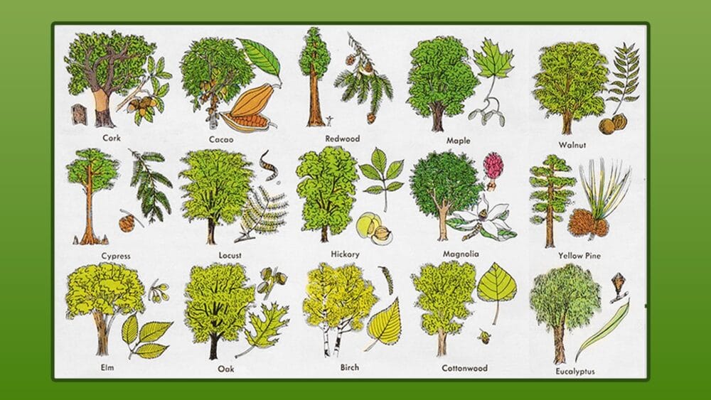 Learn How To Identify Trees And Leaves • Enchanted Little World